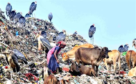 A Woman Rag Picker Collects Reusable Items From A Landfill Site Ahead