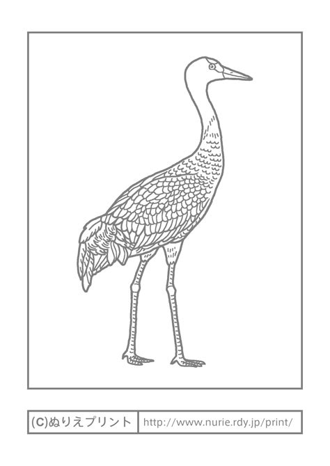 ナベヅル鍋鶴 主線グレー 山口県の鳥 無料塗り絵 都道府県ぬりえプリント