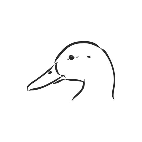 Duck Vector Sketch 19139601 Vector Art At Vecteezy