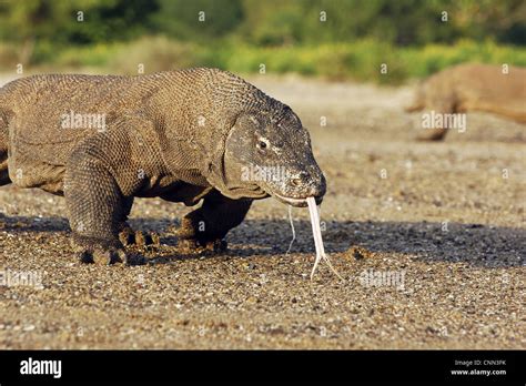 Komodo Dragon Varanus Komodensis Adult Walking Flicking Forked Tongue Drooling Saliva Komodo Np