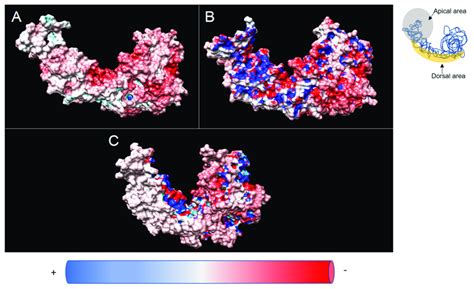 Electrostatic Potential Of Atp Bound Cct5 Subunits Abc Wild Type Download Scientific