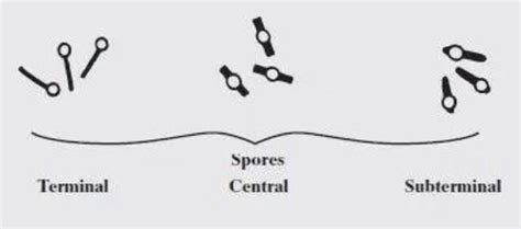 Bacto Exam 1 Clostridium Flashcards Quizlet