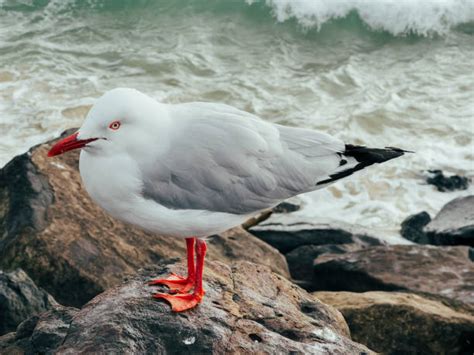 Více Než 1100 Stock Fotografií Snímků A Obrázků Bez Autorských