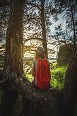 Free Picture Tree Root Wilderness Forest Ground