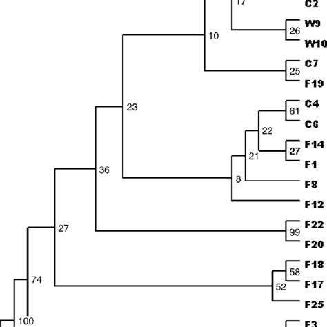 A Consensus Phonetic Tree Unrooted Constructed For The Investigated