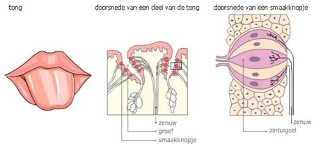 1 4 Ruiken En Proeven K11 Zintuigen Bovenbouw Vmbo Biologie