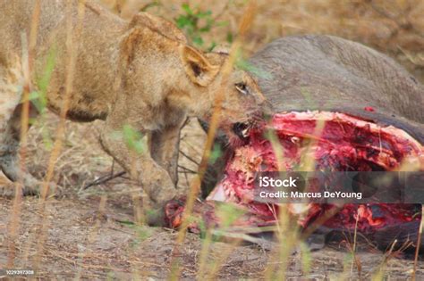 코끼리 시체에 South Luangwa 국립 공원잠비아에서 식사 하는 라이온 스 0명에 대한 스톡 사진 및 기타 이미지 0명