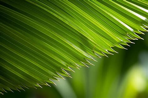 Premium Photo Free Imagejpeg Resolution X File Size Mb Coconut Leaf