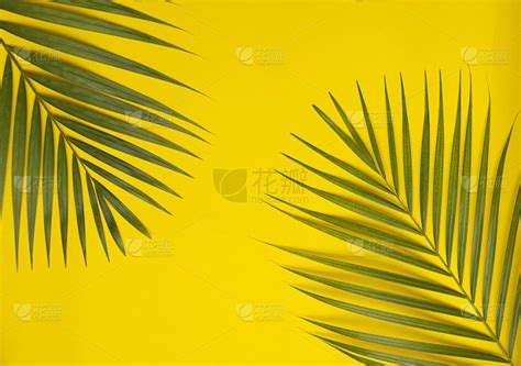 棕榈叶在彩色背景与复制空间