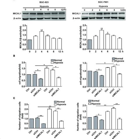 Mical1 Is Essential For Hypoxia Induced Cell Migration A Bgc 823