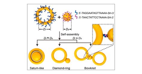 Shape Complementarity Modulated Self Assembly Of Nanoring And Nanosphere Hetero Nanostructures