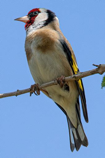 유럽 금붕어 Carduelis Carduelis는 스페인 카탈로니아 아이구아몰스 엠포르다 지로나에서 흔히 볼 수 있는 전형적인 유럽 금붕어입니다 깃털에 대한 스톡 사진 및