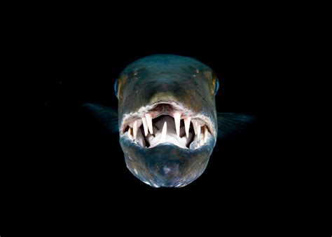 Security News Critical Barracuda 0 Day Used To Backdoor Networks For