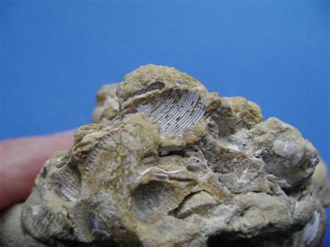 Shell Castmold Conglomerate Fossil Id The Fossil Forum