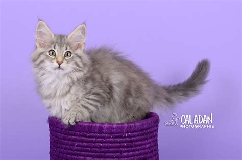 2 Lady Tinkle 64 Caladan Flickr