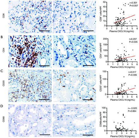 The Ihc Staining Of Cd8 T Cells A Cd4 T Cells B Cd20 B