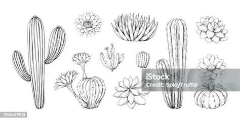 손으로 그린 선인장 빈티지 멕시코 사막 은 꽃과 즙이 열대 선인장 식물 장식 그래픽 개화 선인장 스케치 가시 스파이크를 곁들인