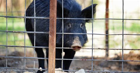 Four People Three From Louisiana Accused Of Trapping Illegally