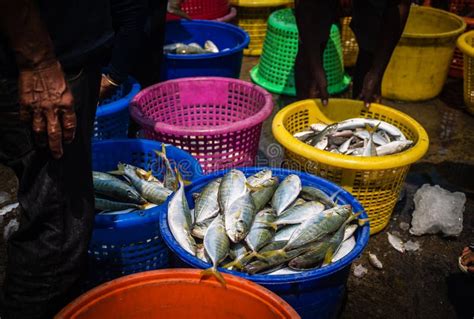 Fresh Ocean Fish Caught By Local Fishermen Are Placed Separately In