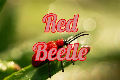 18 Stunning Red Beetles Pictures And Identification