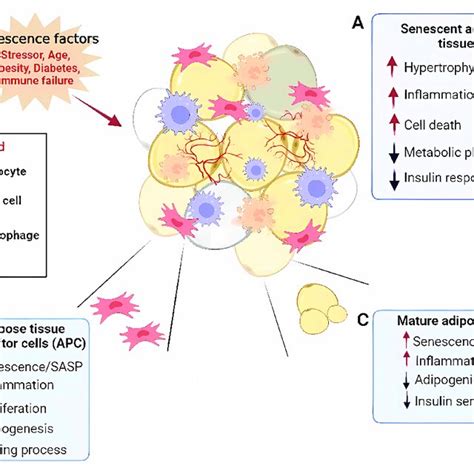 Effects Of Senescence Factors On Adipose Tissue And Its Resident Cells