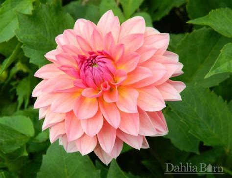 Jitterbug Dahlia Beautiful Cut Flower For Your Garden
