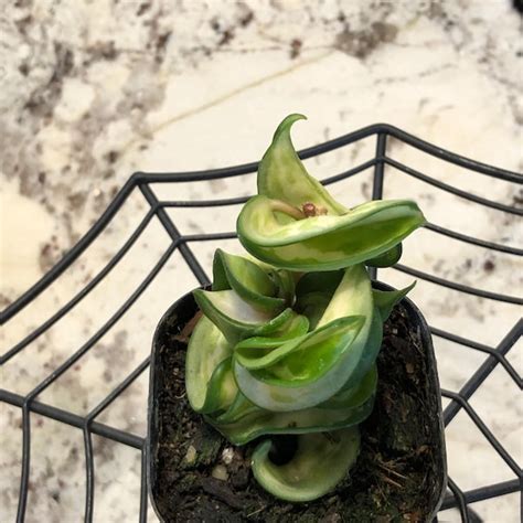 Hoya Carmelae In 6pot Rare Hoya Wax Plant Attractive Foliage Beautiful