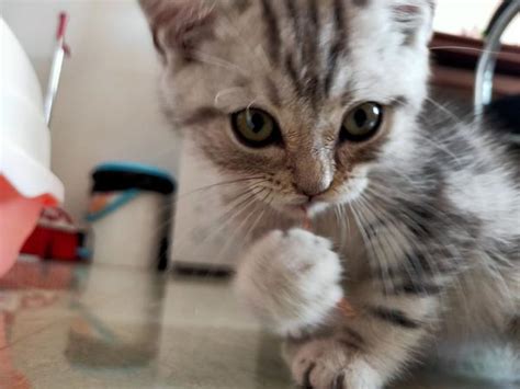 成为乖猫猫的第五天 知乎