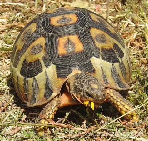 Tortoises Knock At The Door The Wild Life