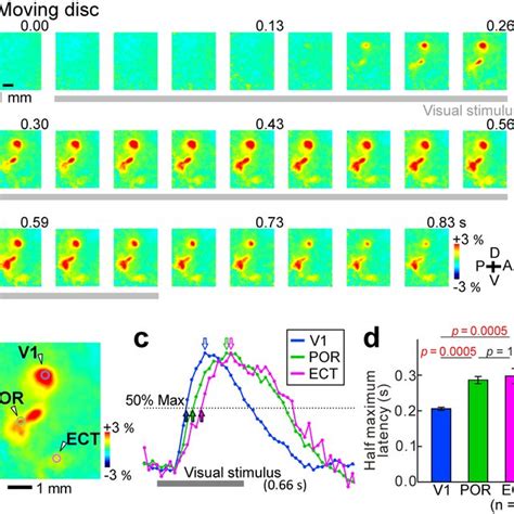 Retinotopic Maps A Cortical Images With Identified Visual Cortical Download Scientific