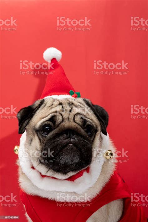 빨간 배경 크리스마스와 새해 개념에 소유자와 함께 축하 할 준비가 크리스마스 날에 산타 모자와 산타 의상을 입고 사랑스러운 퍼그 강아지 개에 대한 스톡 사진 및 기타 이미지