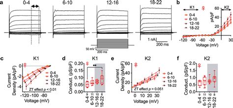 Membrane Conductance At Hyperpolarized Voltages Is Increased During The Download Scientific