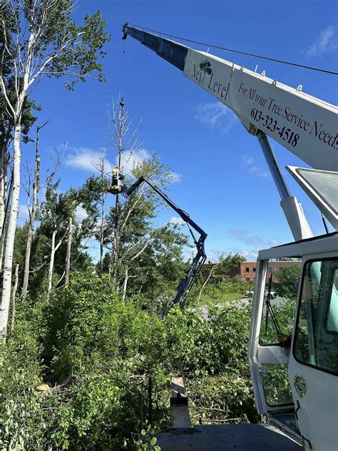 Tree Branch Removal Tree Limb Removal Next Level Tree Services