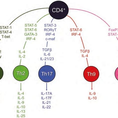 Co Stimulatory Molecules Their Known Ligands Their Protein
