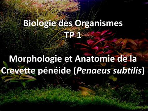 Pdf Biologie Des Organismes Tp 1 Morphologie Et …insectes Et Autres