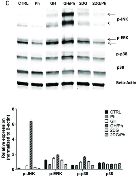 Western Blot Expression Analysis Of Key Mediators Of Pathways Involved