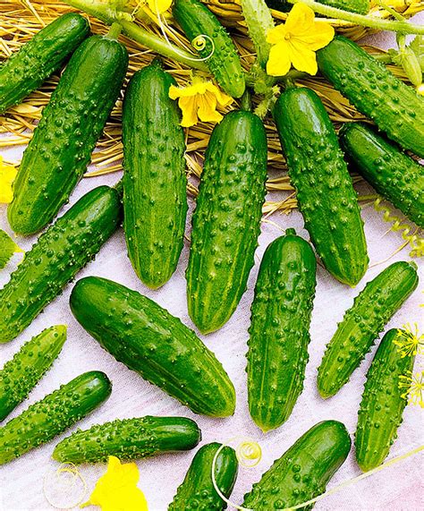 Огурцы Малыш: семена и саженцы купить | цена 25 руб.