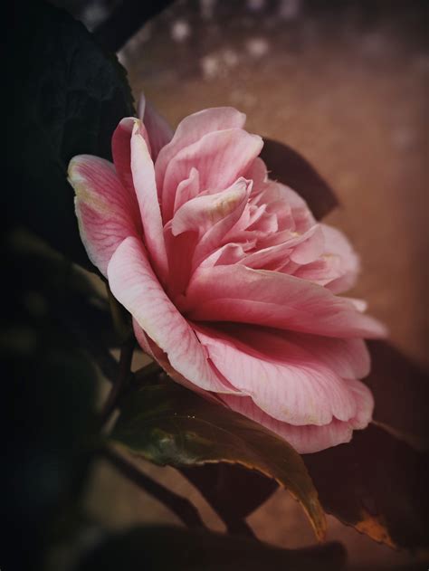 Its Street Love — Pretty In Pink Camelia March 2023