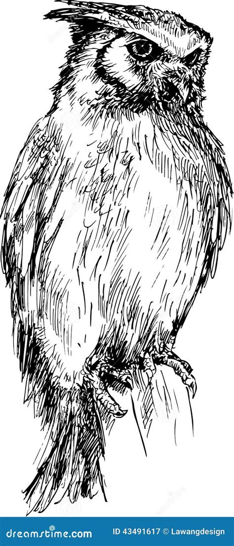 Hand Gezeichnete Eule Vektor Abbildung Illustration Von Stich 43491617