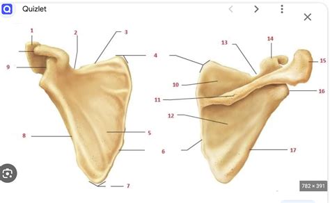 Bones Test And Flashcards
