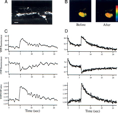 Calcium Indicator Semantic Scholar