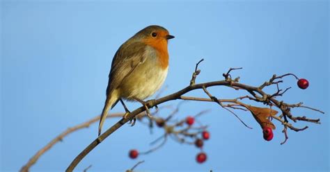 Robyn A Web Framework For Python Built It On Top Of Rust R Python