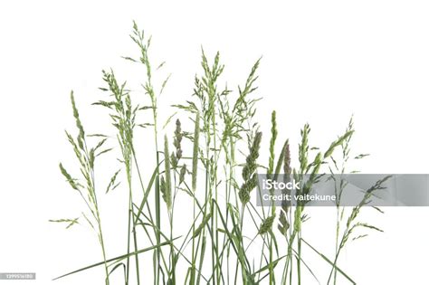 일반적인 구부러진 잔디 스파이크꽃 야생 초원 식물 흰색 배경에 고립 0명에 대한 스톡 사진 및 기타 이미지 0명