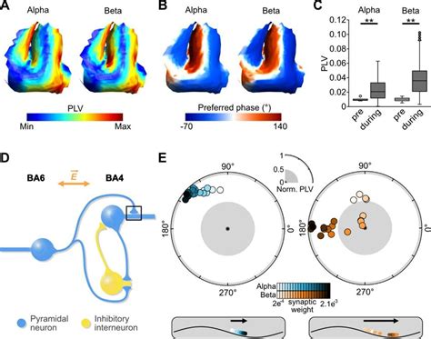 Computational Modeling Results In Experiment 3a A Roi Containing The Download Scientific