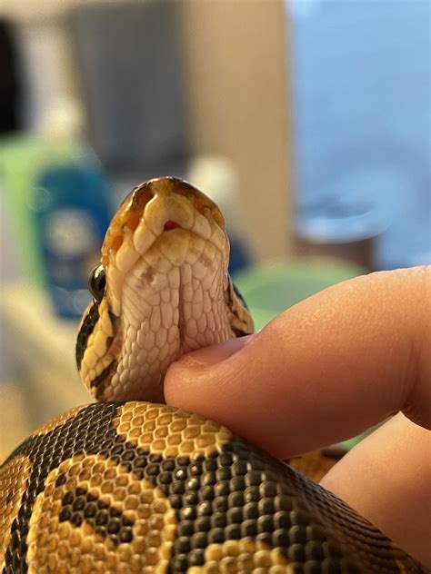 what the hell is this r ballpython