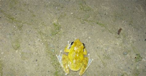 Larle