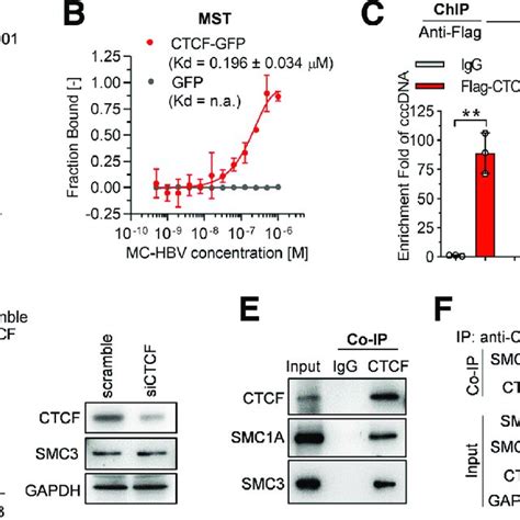 Ctcf Mediates Cohesin Loading Onto Hbv Cccdna A Hlcz01 Cells Were