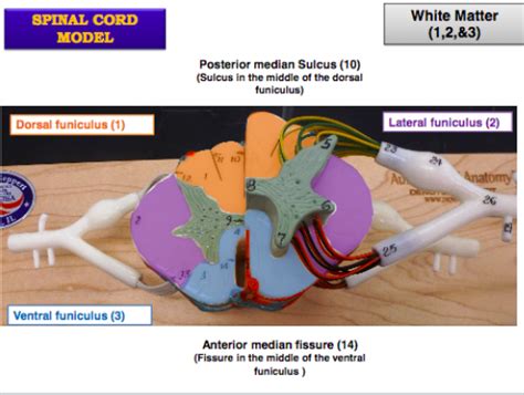 Lateral Funiculus