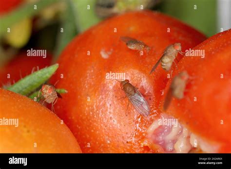 Drosophila Suzukii Commonly Called The Spotted Wing Drosophila Cherry