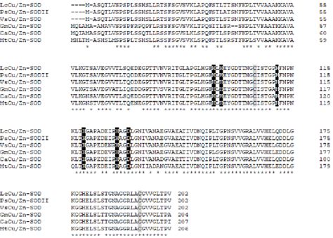 Multiple Sequence Alignment Of Lccuzn Sod With Related Chloroplastic